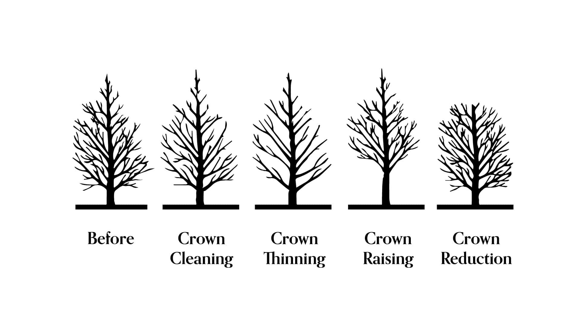 Tree Pruning & Trimming | Fairfax & Loudoun Counties, VA | Riverbend ...