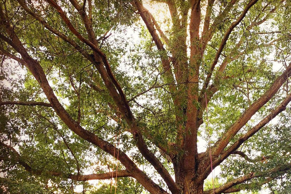Falls Church, VA Tree Service | Removal, Pruning, Arborists | Riverbend ...