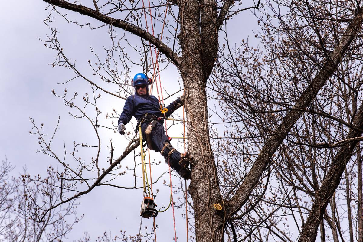 Tree Services in Vienna, VA | Riverbend Landscapes & Tree Service Tree ...