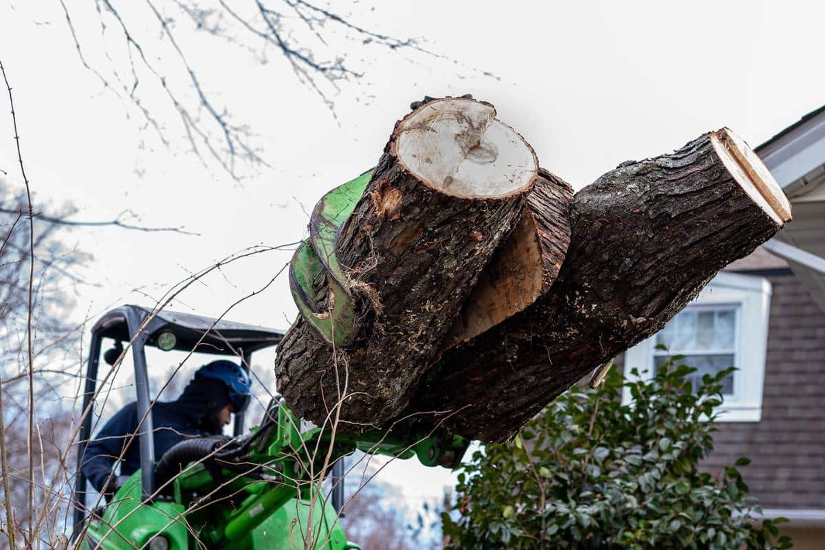 Tree Services in Vienna, VA | Riverbend Landscapes & Tree Service Tree ...