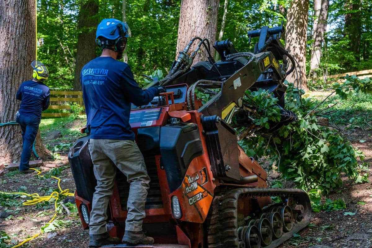 Tree Services in Rockville, MD | Riverbend Landscapes & Tree Service ...