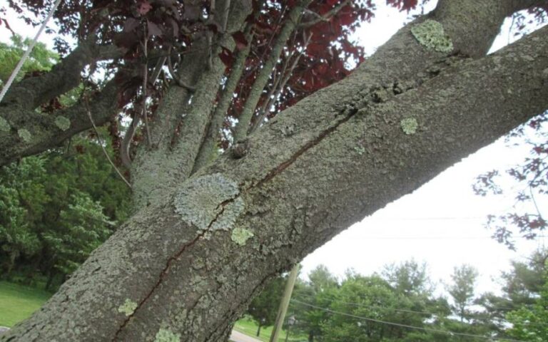 How Harmful Are Frost Cracks to Northern Virginia Trees? | Riverbend ...