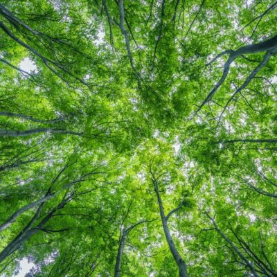 Vic's Tree Service is Now Riverbend | Tree Service Northern Virginia