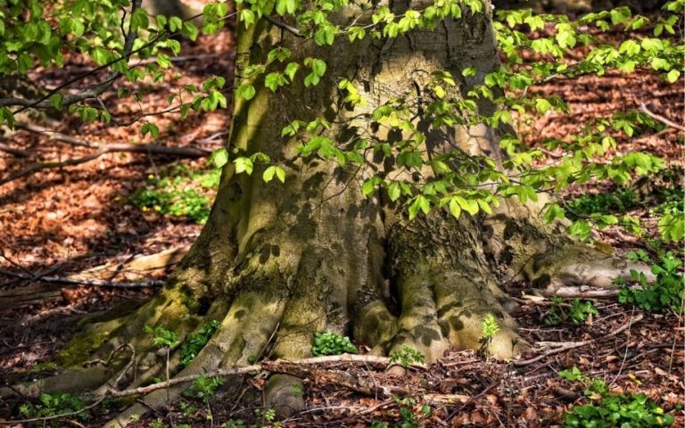 Is My Tree Dangerous? How to Recognize Tree Hazards | Riverbend ...