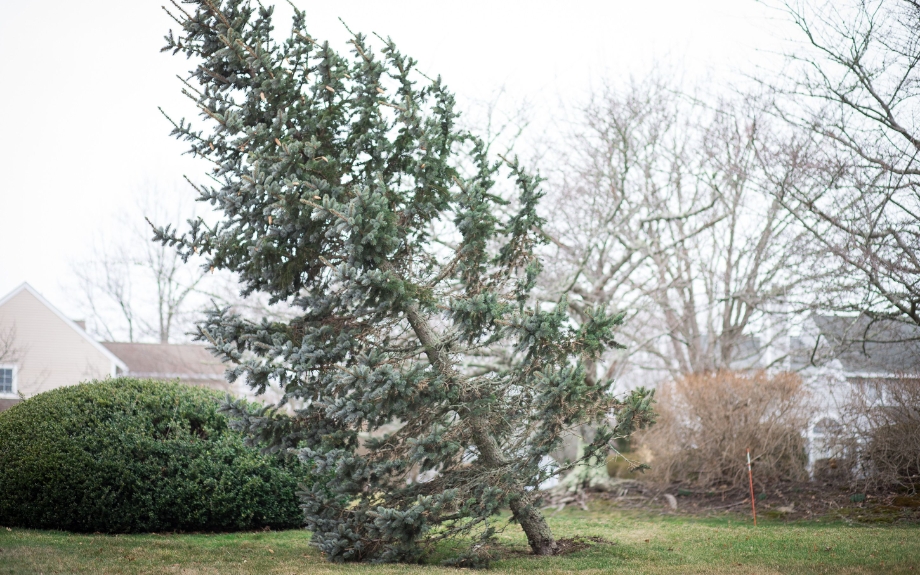 Why Winter is the Perfect Time for Tree Risk Assessments in Northern ...