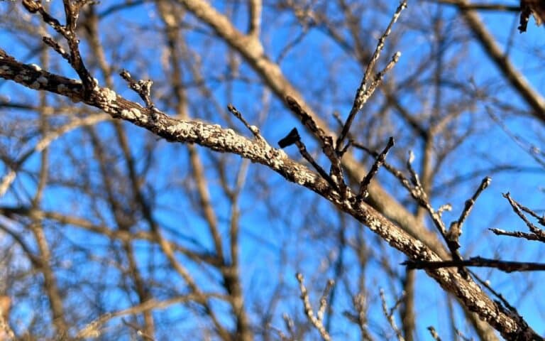 Crape Myrtle Bark Scale in Northern Virginia: What to Look For & What to Do | Riverbend ...