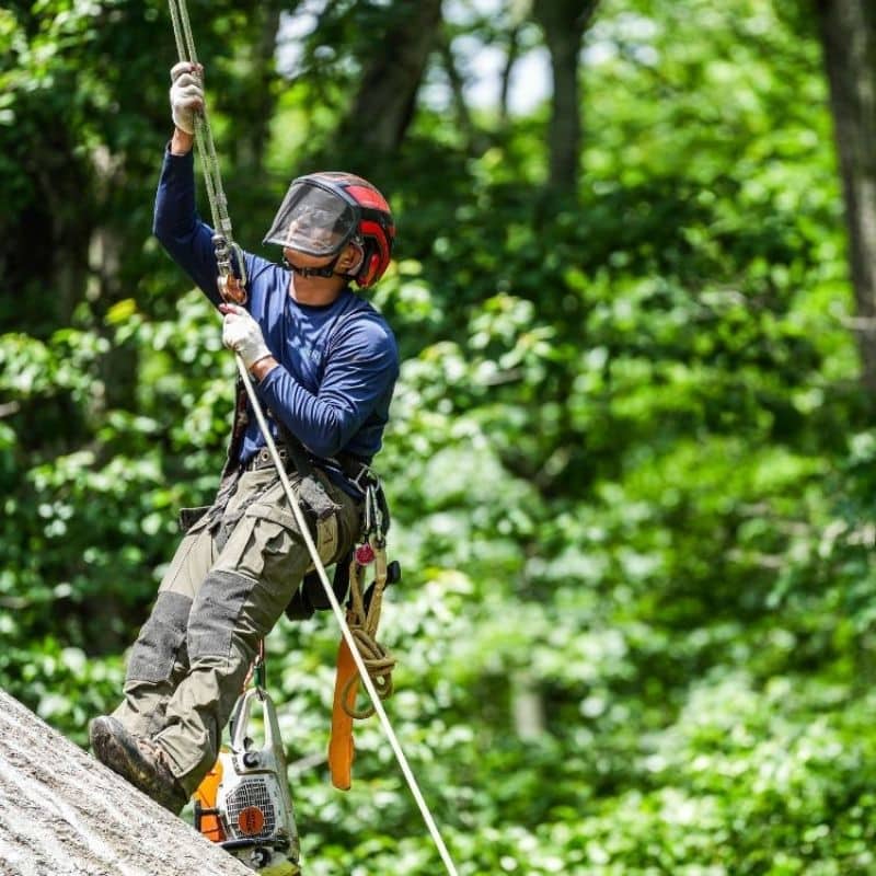 Tree Services in Alexandria, VA | Riverbend Landscapes & Tree Service ...
